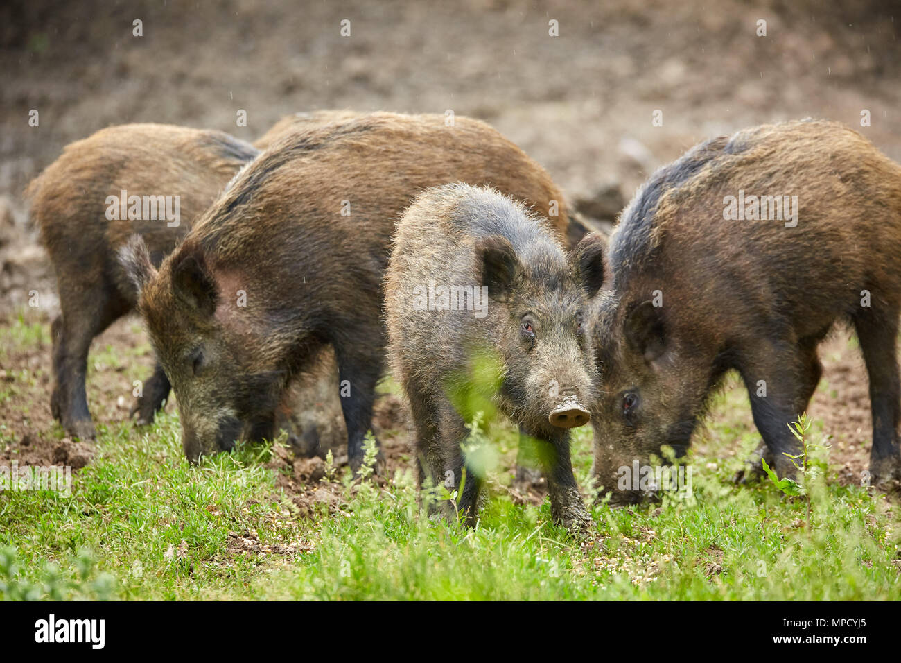 Juvenile wild hogs rooting, searching for food in the forest Stock ...