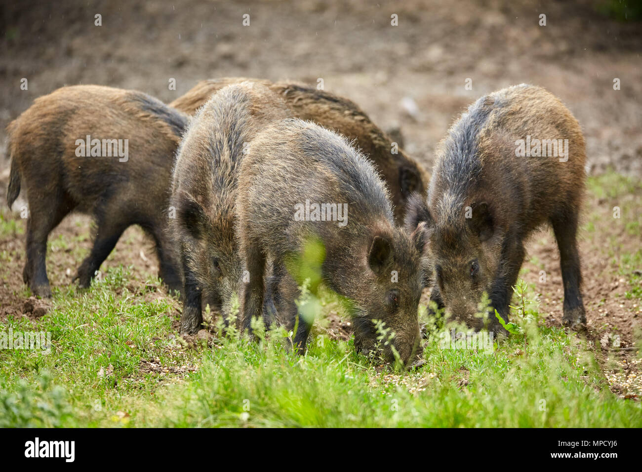 Juvenile wild hogs rooting, searching for food in the forest Stock ...