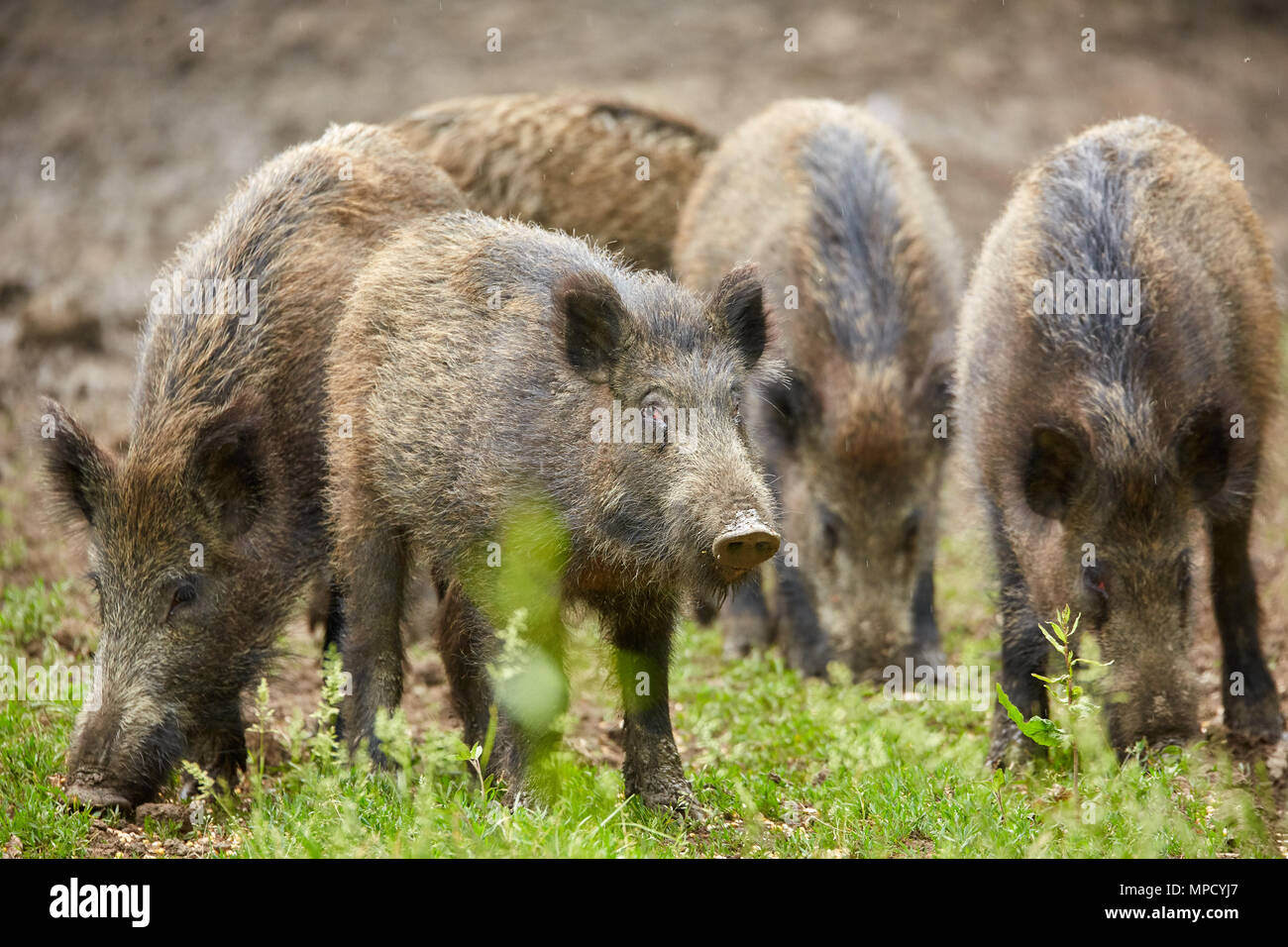 Feral pigs digging hi-res stock photography and images - Alamy