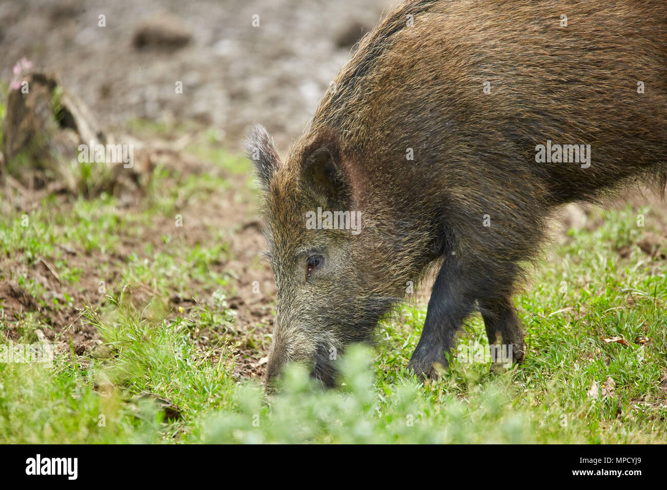 Swine pest hi-res stock photography and images - Alamy