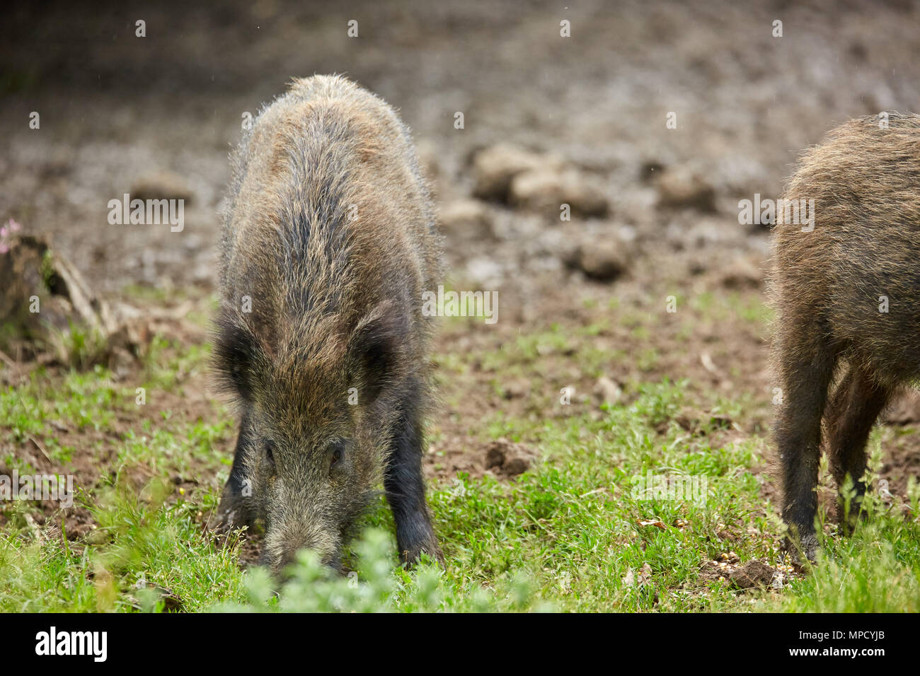Swine pest hi-res stock photography and images - Alamy