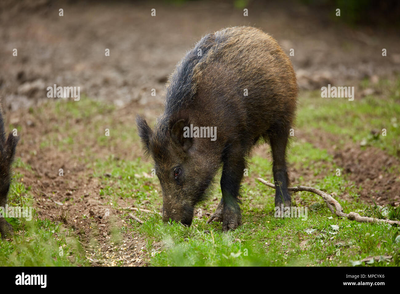 Juvenile wild hogs rooting, searching for food in the forest Stock ...