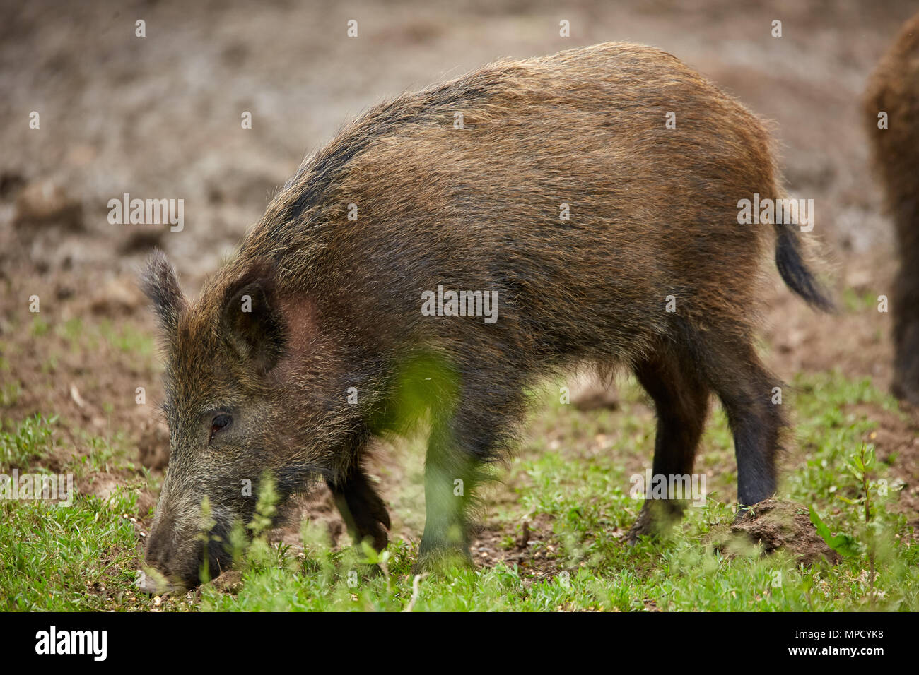 Juvenile wild hogs rooting, searching for food in the forest Stock ...