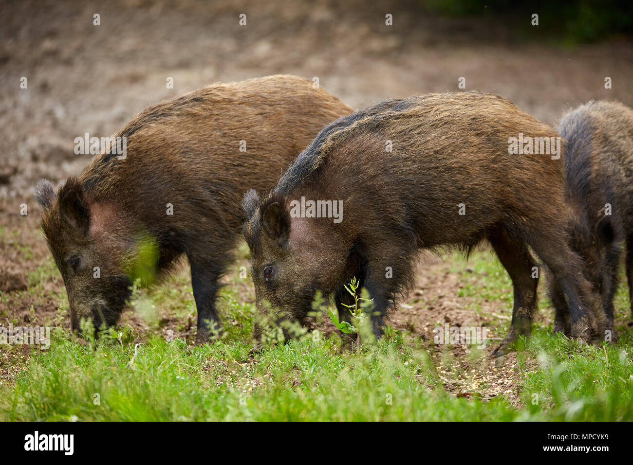 Swine pest hi-res stock photography and images - Alamy