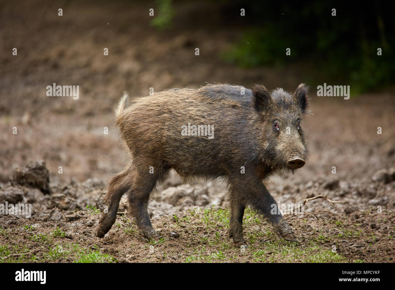 Swine pest hi-res stock photography and images - Alamy