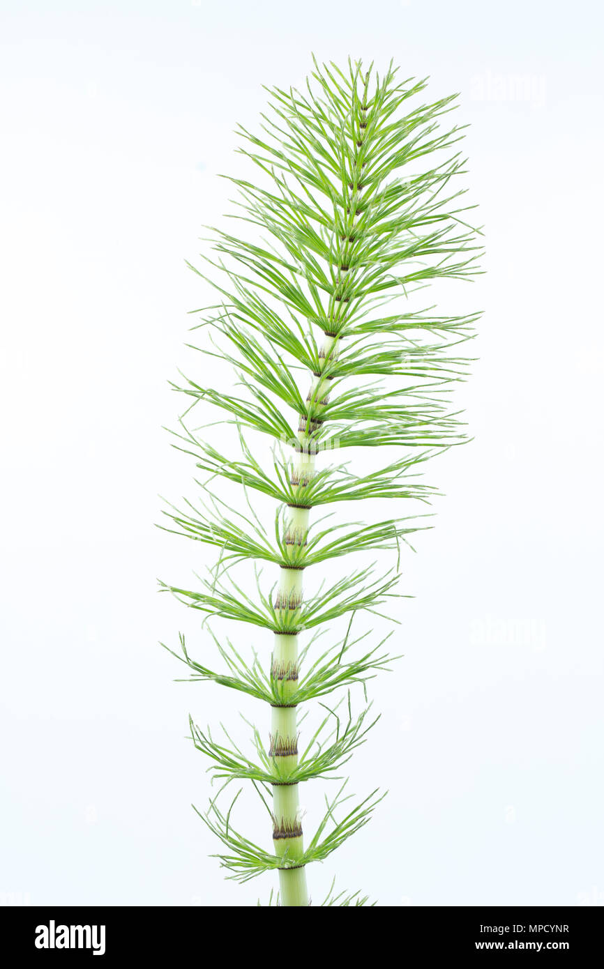 The Horsetail Fern, genus Equisetum. They are unusual in that they ...