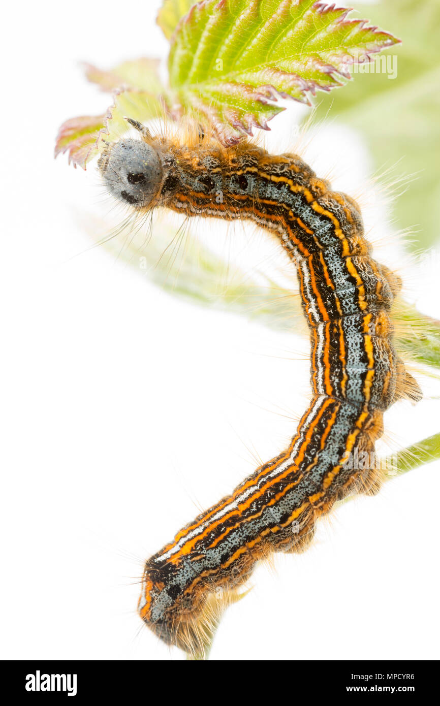 Caterpillar lackey moth hi-res stock photography and images - Alamy