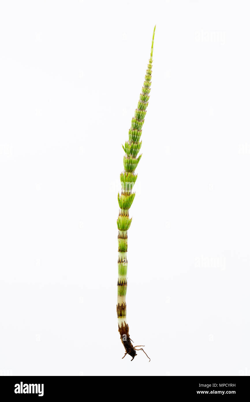 The Horsetail Fern, genus Equisetum. They are unusual in that they ...