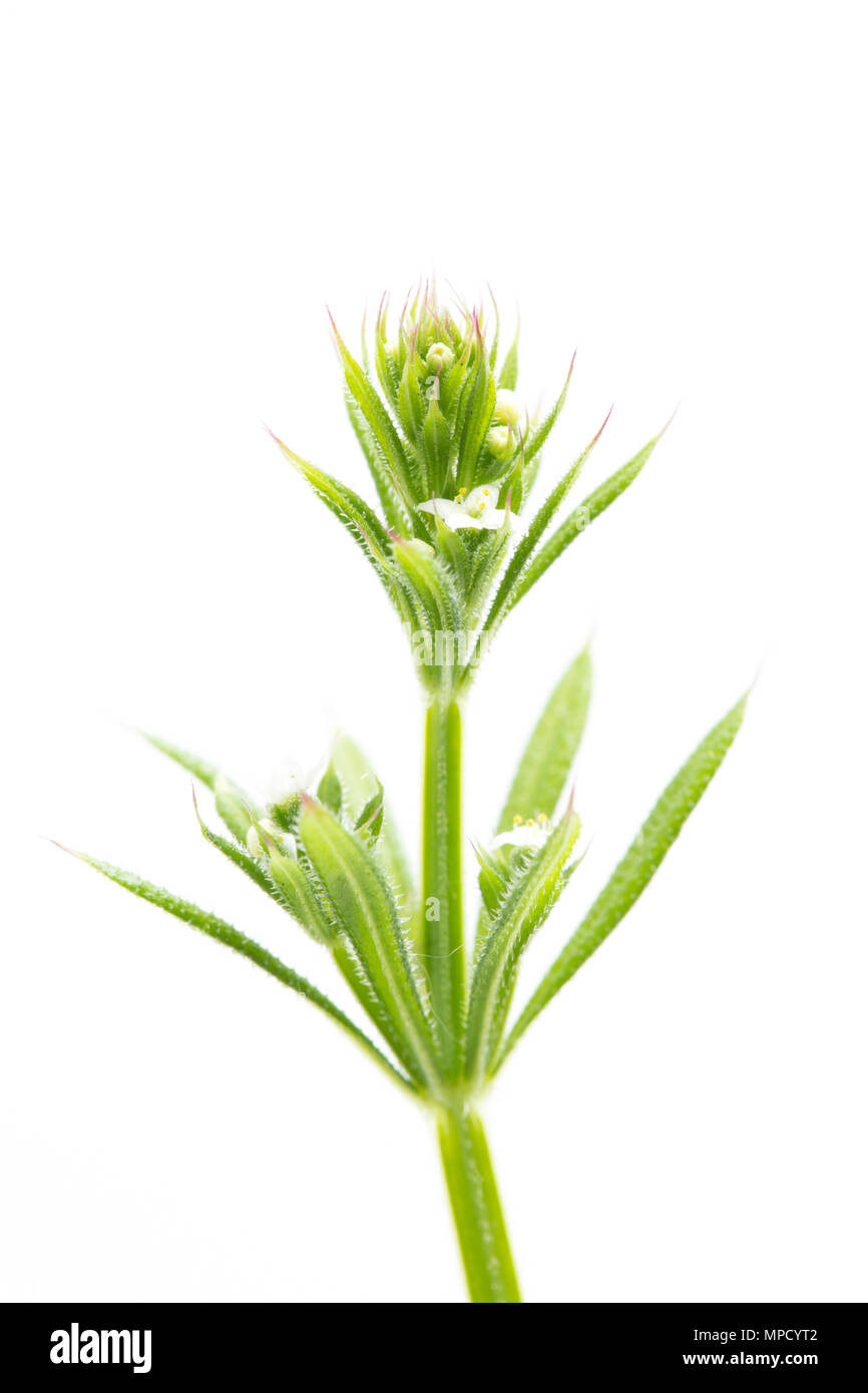 Goosegrass