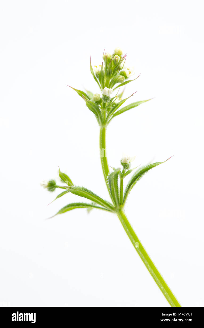 Cleavers, Galium aparine, sometimes called goosegrass, in flower. Found ...