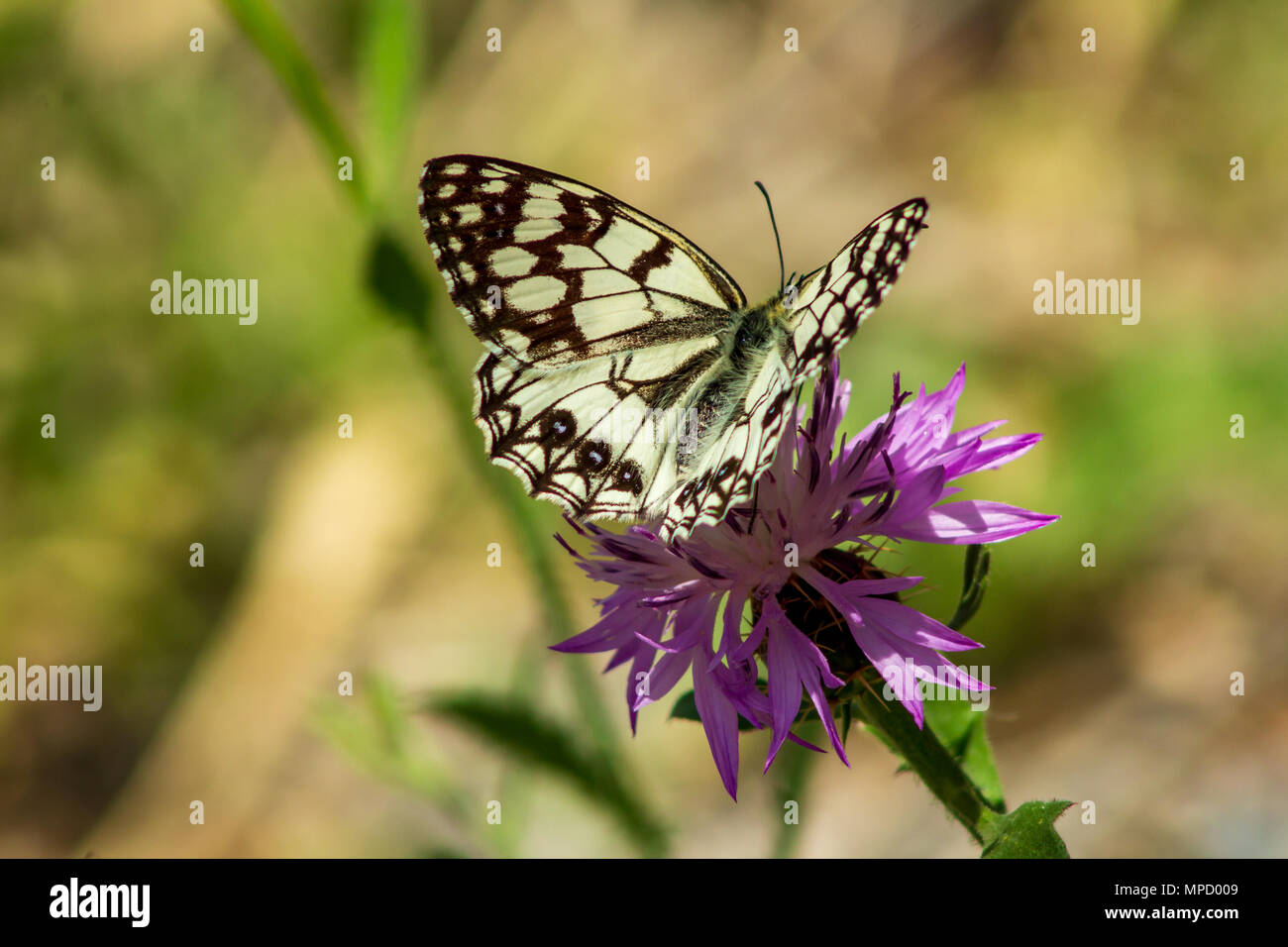 Melanargia ines, Spanish Marbled White Butterfly on a Knapweed Flower ...