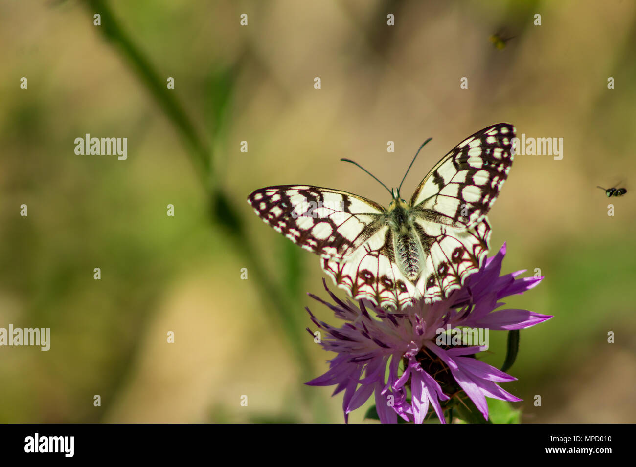 Melanargia ines, Spanish Marbled White Butterfly on a Knapweed Flower ...
