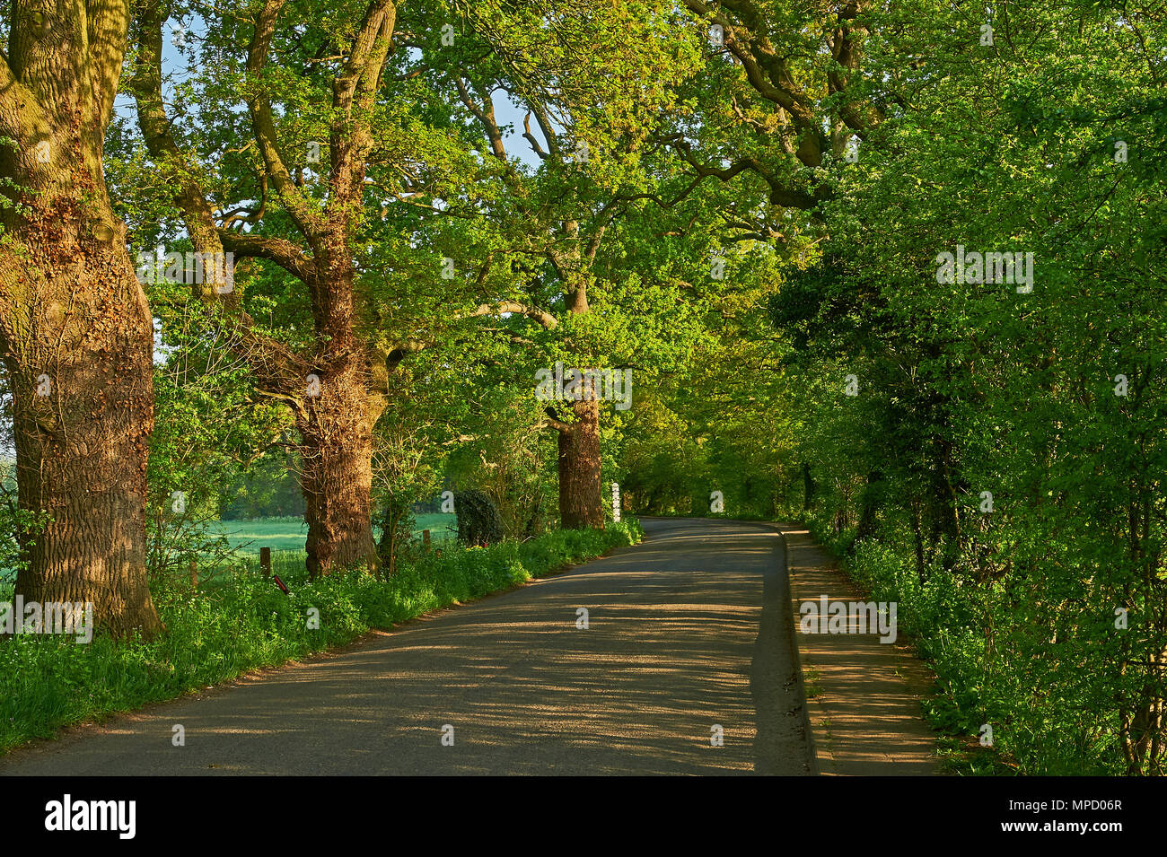 Country lane along road hi-res stock photography and images - Alamy