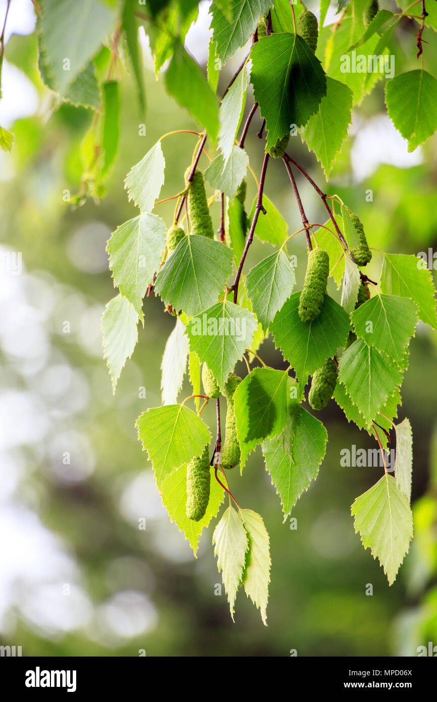 spring green leaves on birch tree branches Stock Photo - Alamy