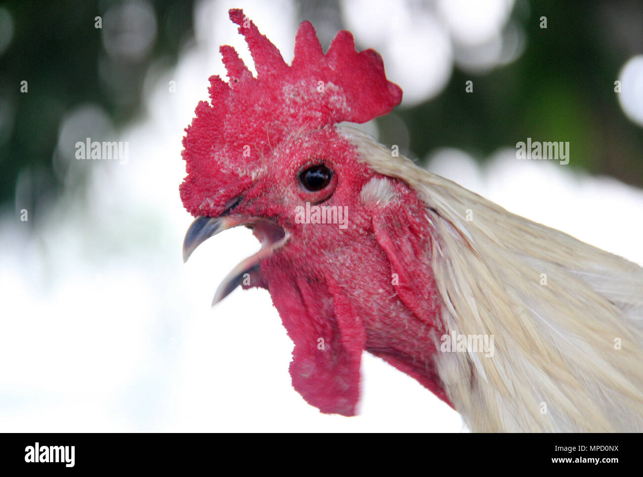 Rooster (Gallus gallus domesticus Stock Photo - Alamy