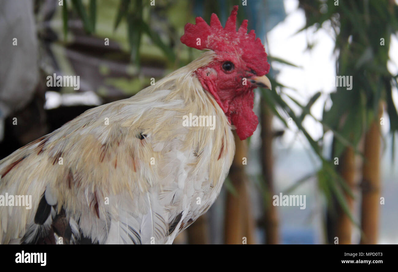 The rooster australia hi-res stock photography and images - Alamy