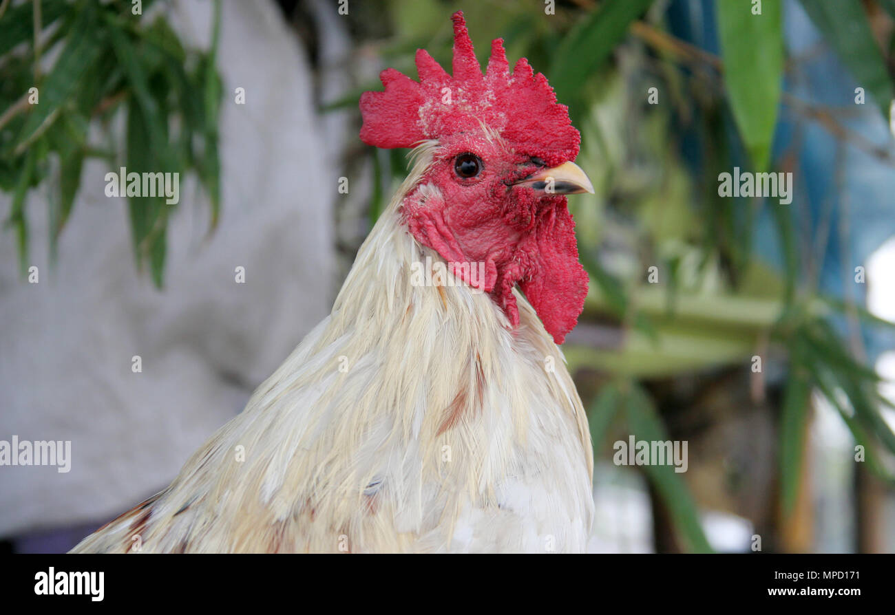 Side view rooster hi-res stock photography and images - Alamy