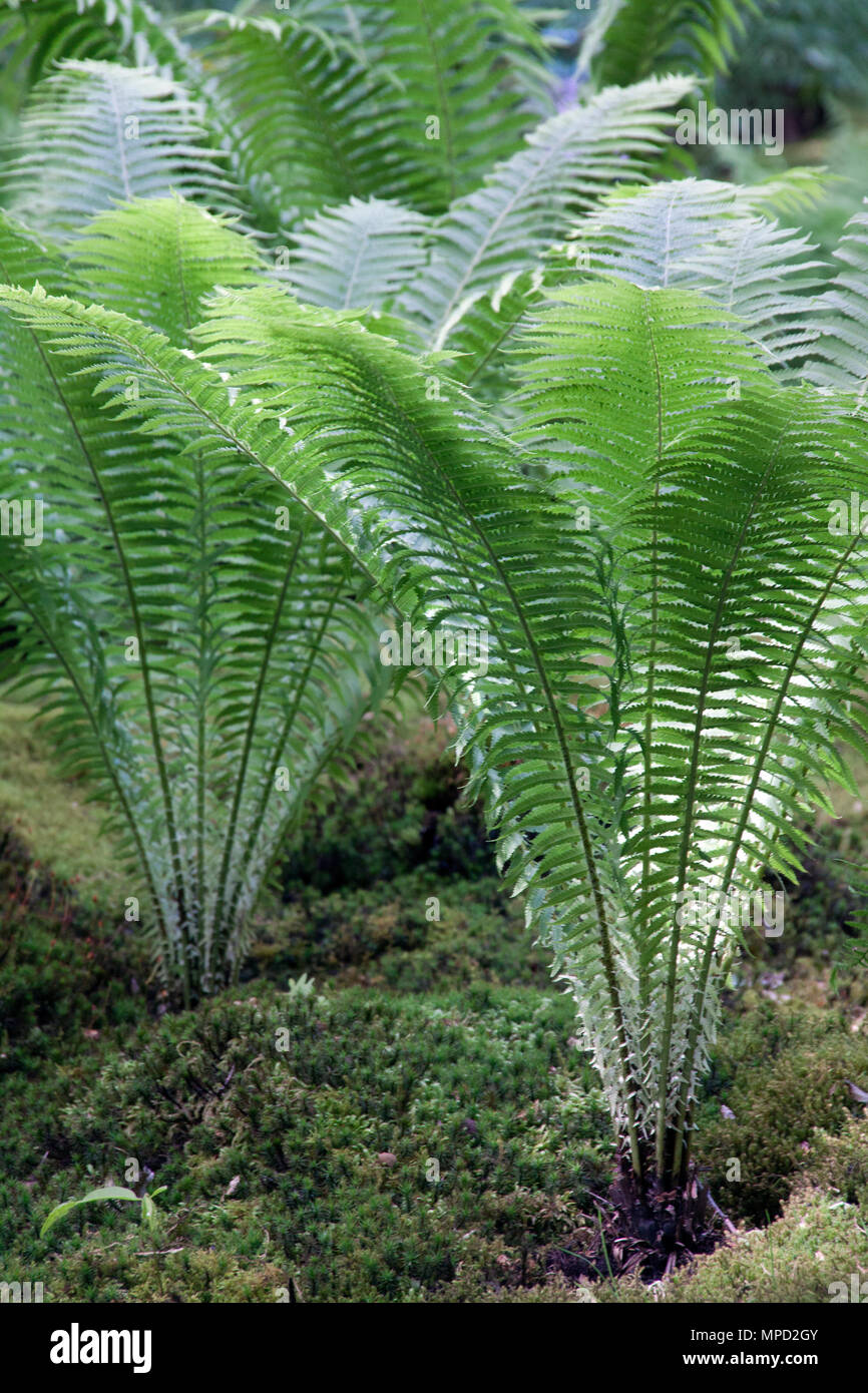 fern in japanese garden in clingendael the hague Stock Photo - Alamy