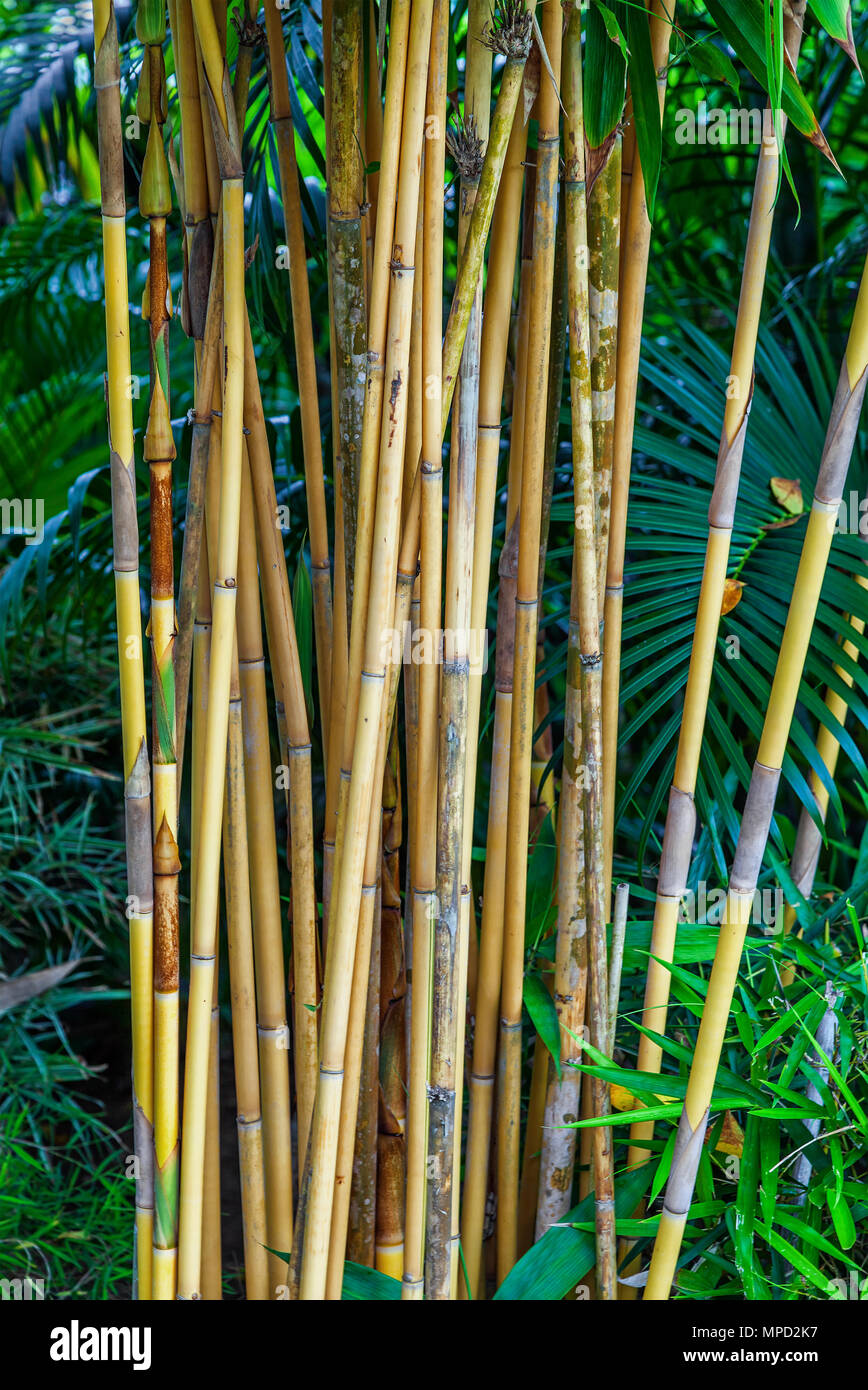 Thickets of bamboo Stock Photo - Alamy