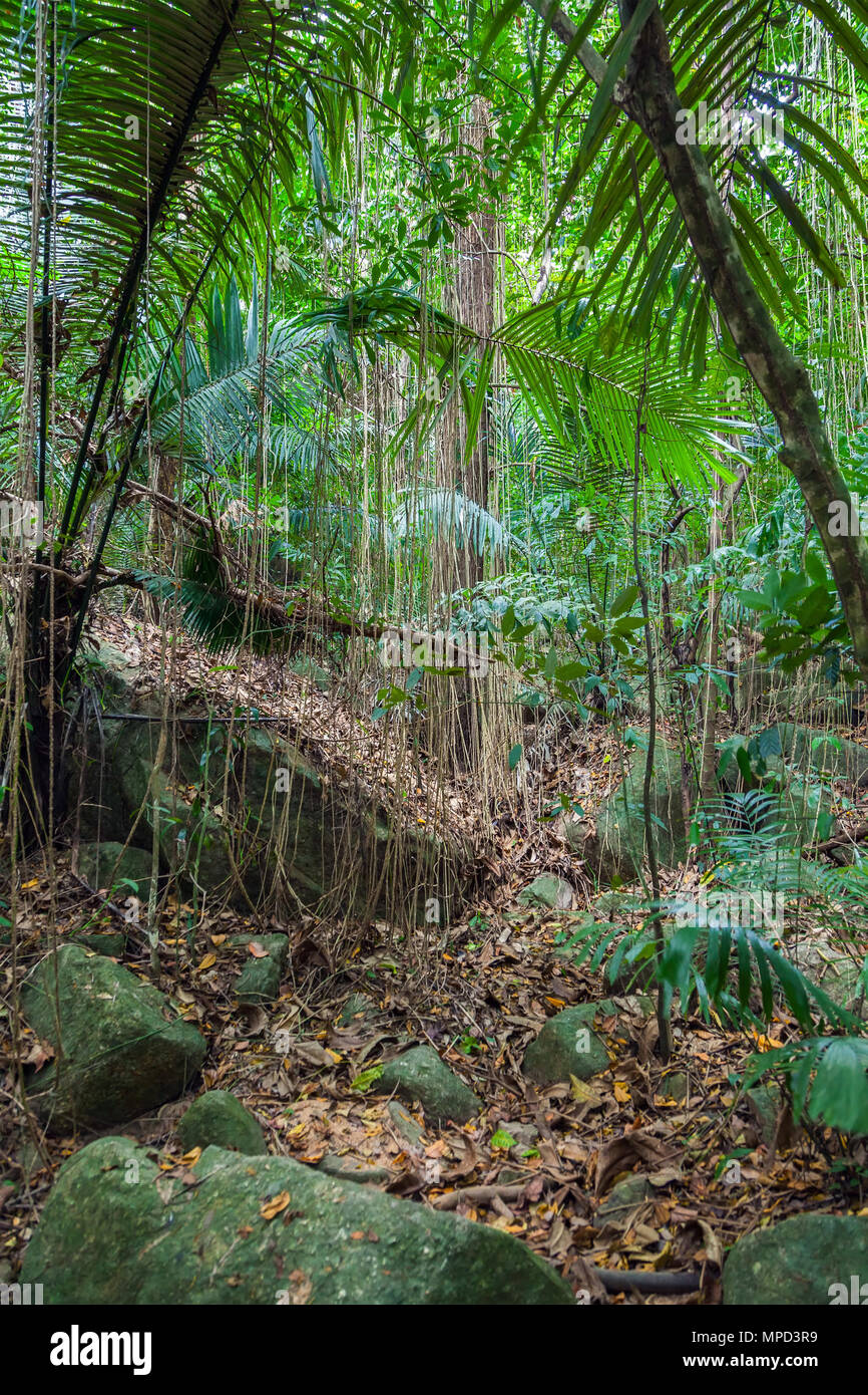 Wild tropical jungle Stock Photo - Alamy