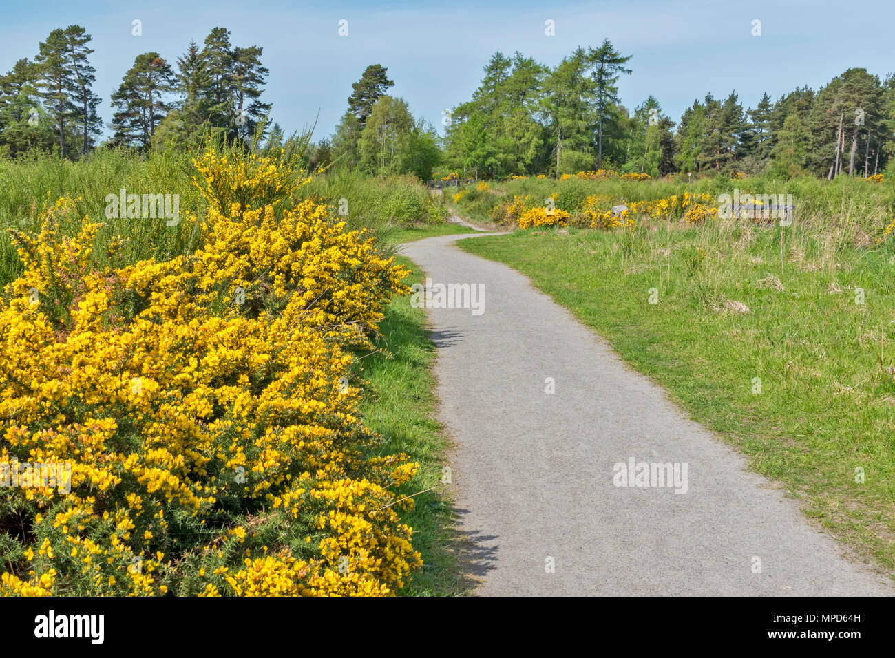 Battle of culloden charlie hi-res stock photography and images - Alamy