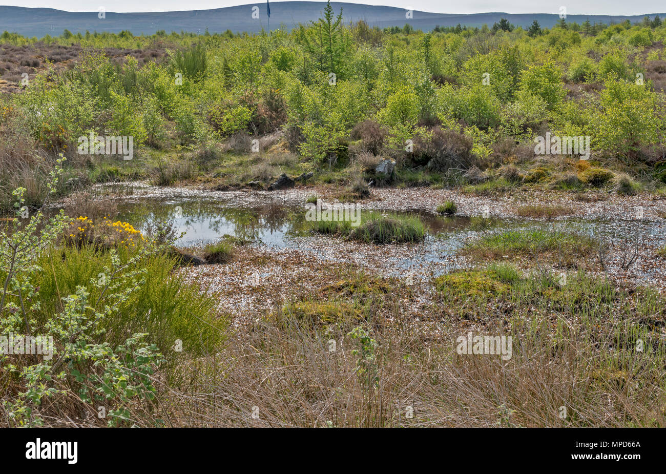CULLODEN BATTLEFIELD OR MOOR INVERNESS SCOTLAND VIEW ACROSS THE ...