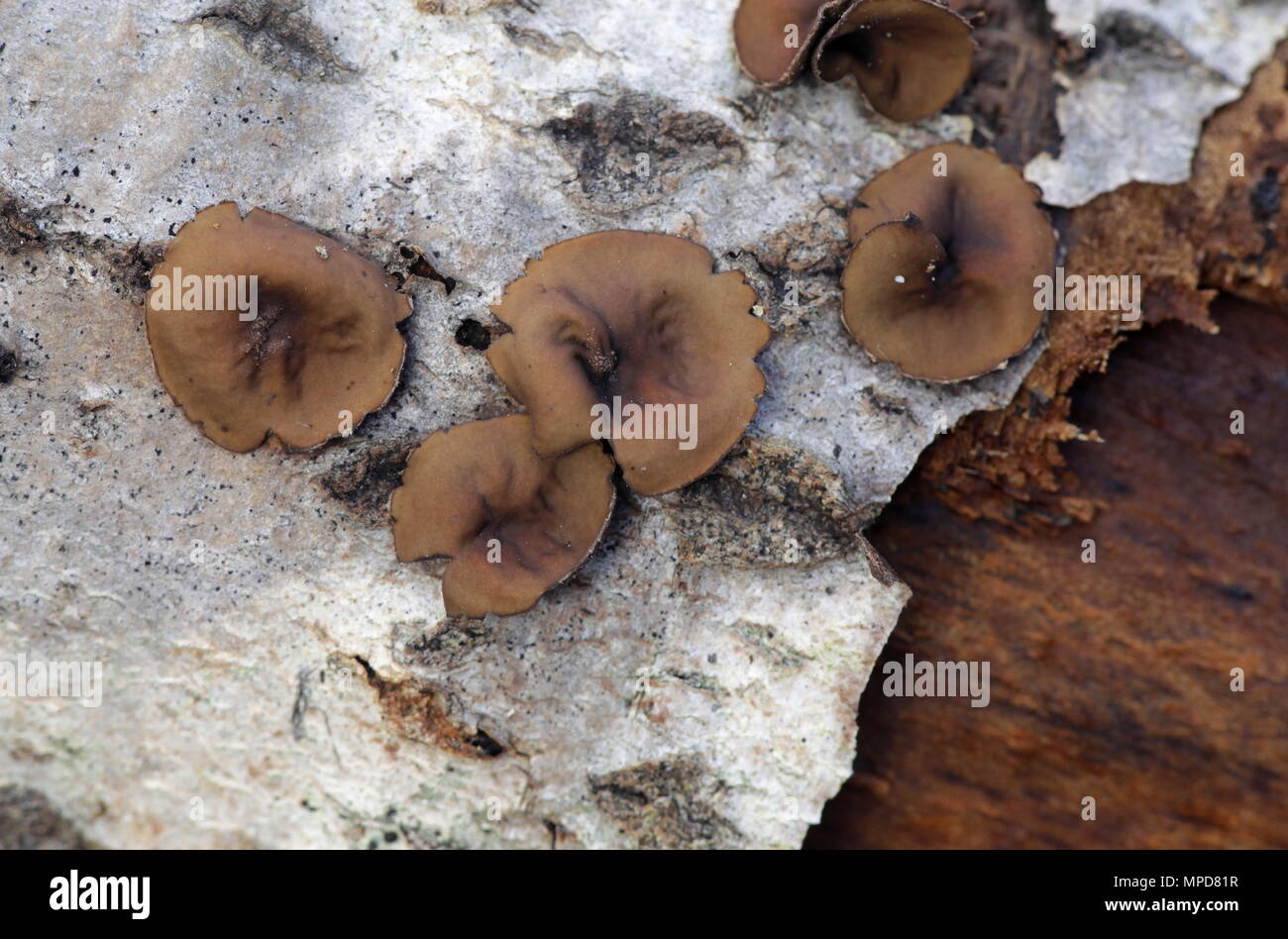 Cup shaped mushroom hi-res stock photography and images - Alamy