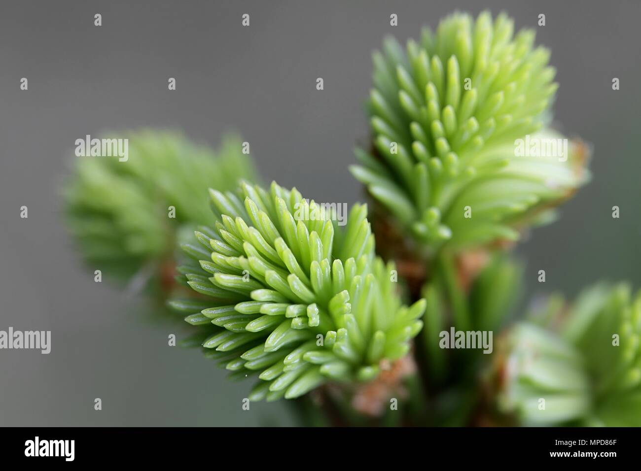 New shoots of spruce, superfood with medicinal properties Stock Photo ...
