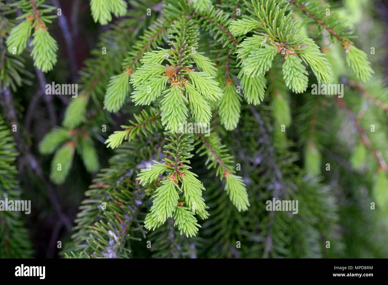 Edible shoots hi-res stock photography and images - Alamy