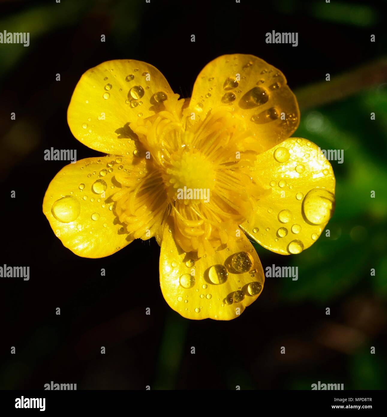 Water buttercup hi-res stock photography and images - Alamy