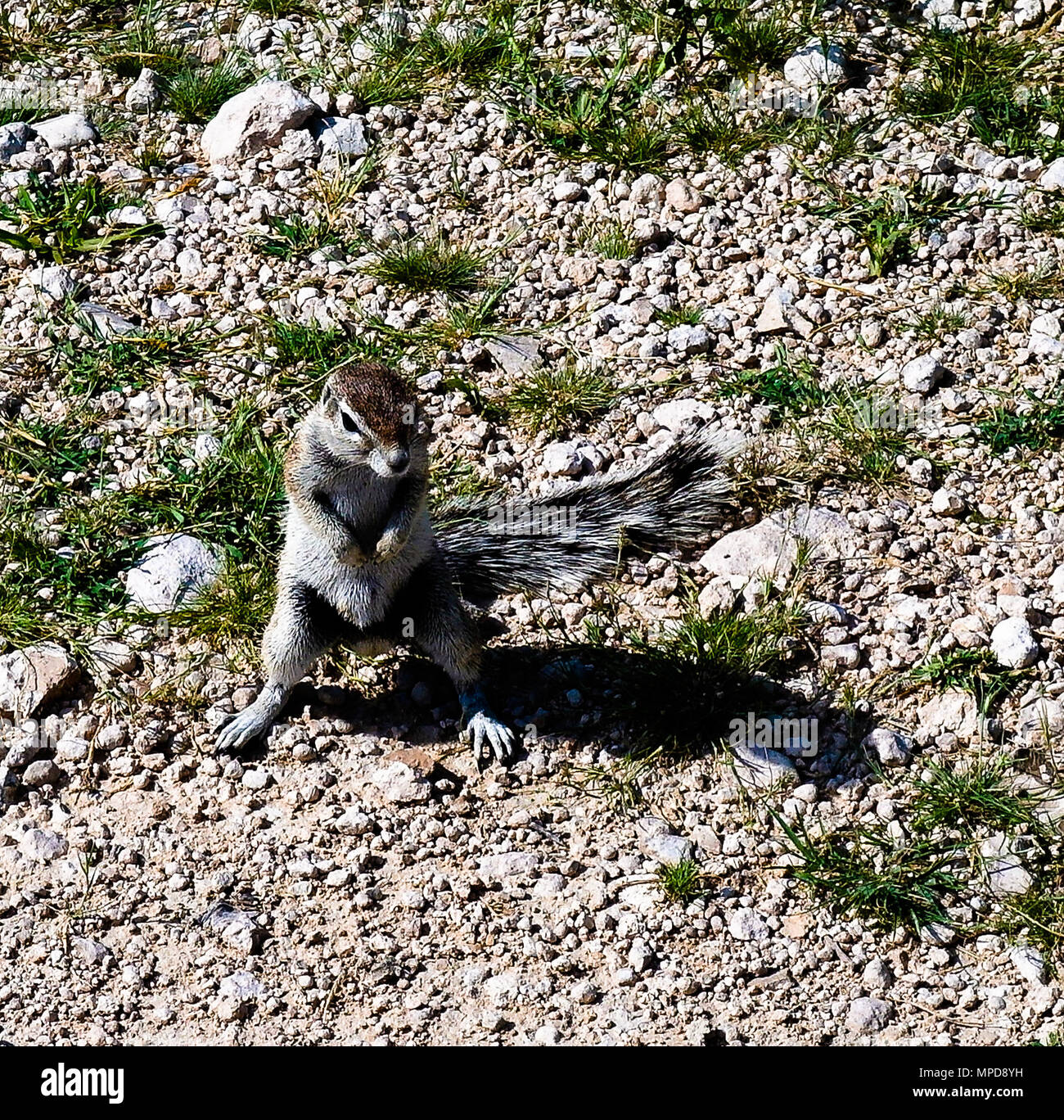 Standing gopher on the ground in the Namib desert at Namibia Stock ...