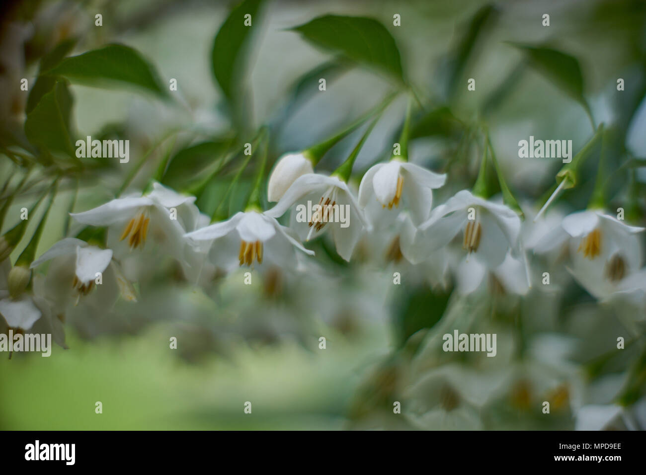 Styrax japonicus the Japanese snowbell Stock Photo - Alamy