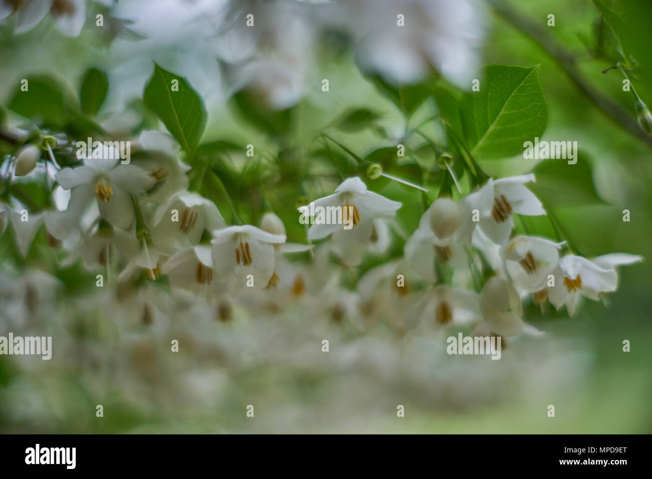 Styrax japonicus the Japanese snowbell Stock Photo - Alamy