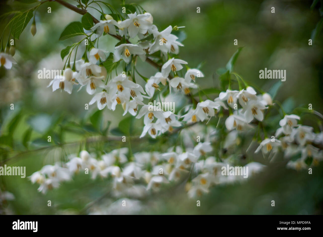 Styrax japonicus the Japanese snowbell Stock Photo - Alamy