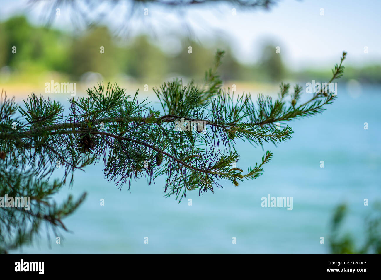 Georgia pine tree hi-res stock photography and images - Alamy