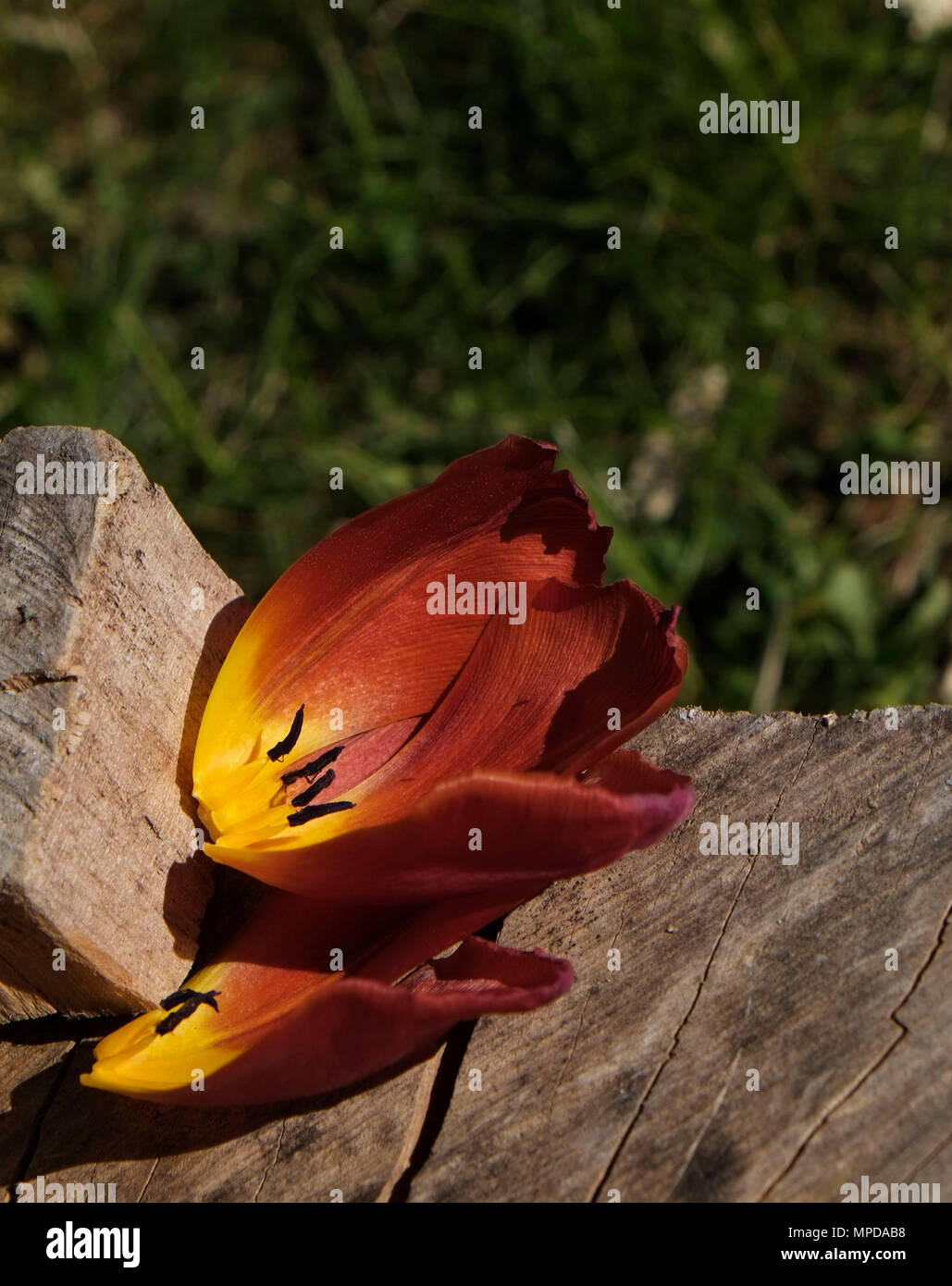 Fiery red garden flower hi-res stock photography and images - Alamy