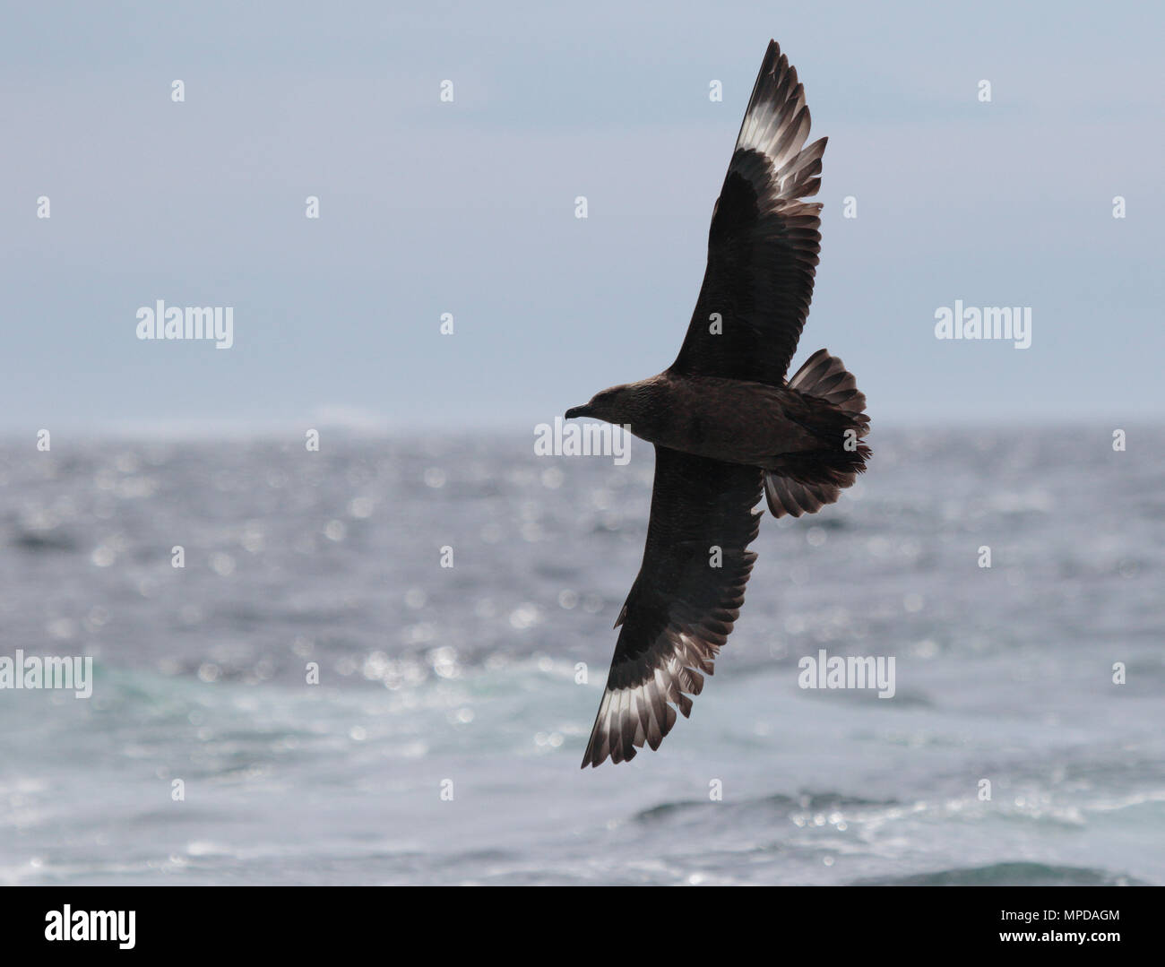 Skua foraging hi-res stock photography and images - Alamy