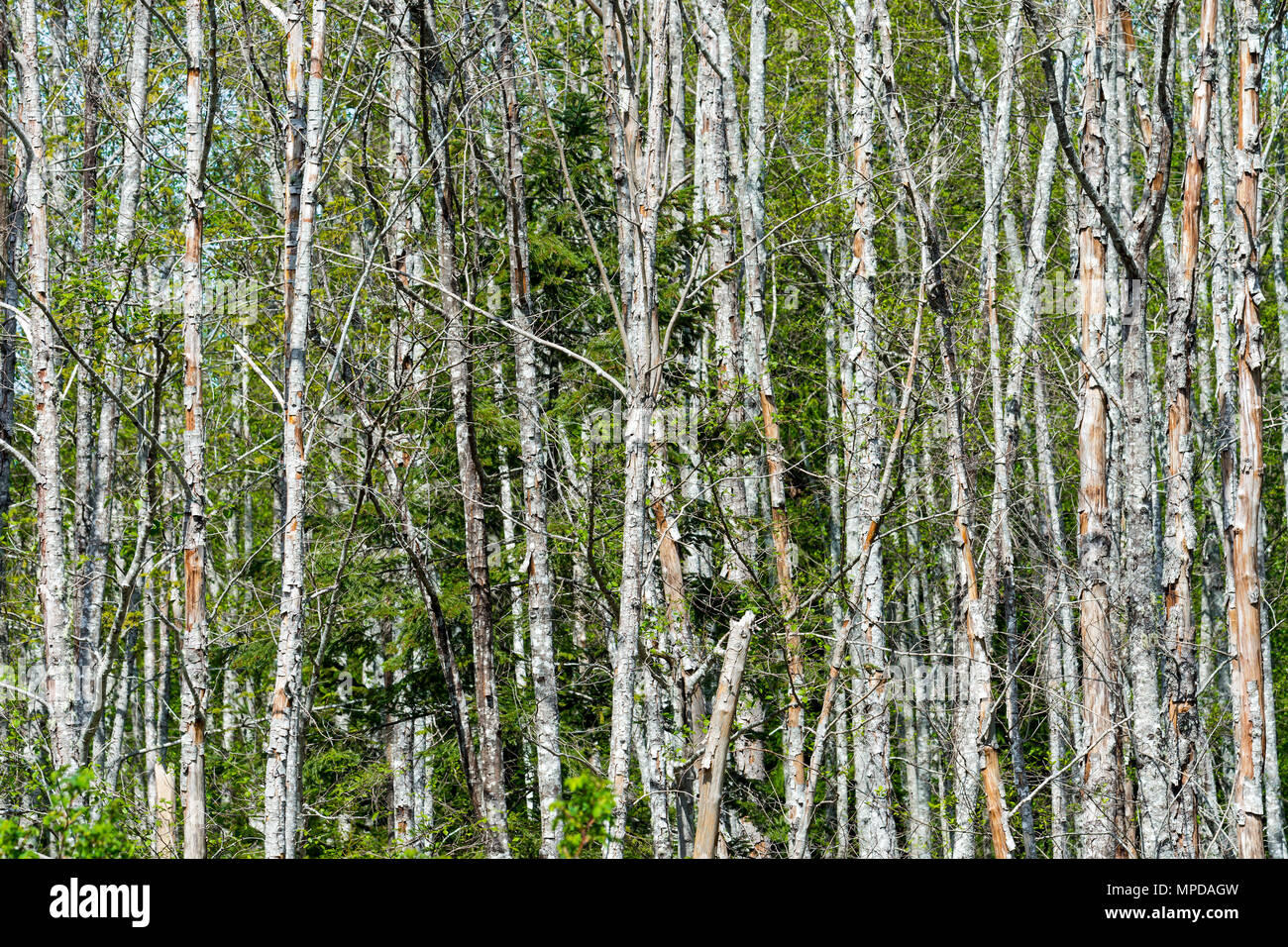 Silver birch forest hi-res stock photography and images - Alamy