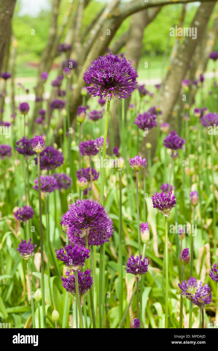 Mass tree planting hi-res stock photography and images - Alamy