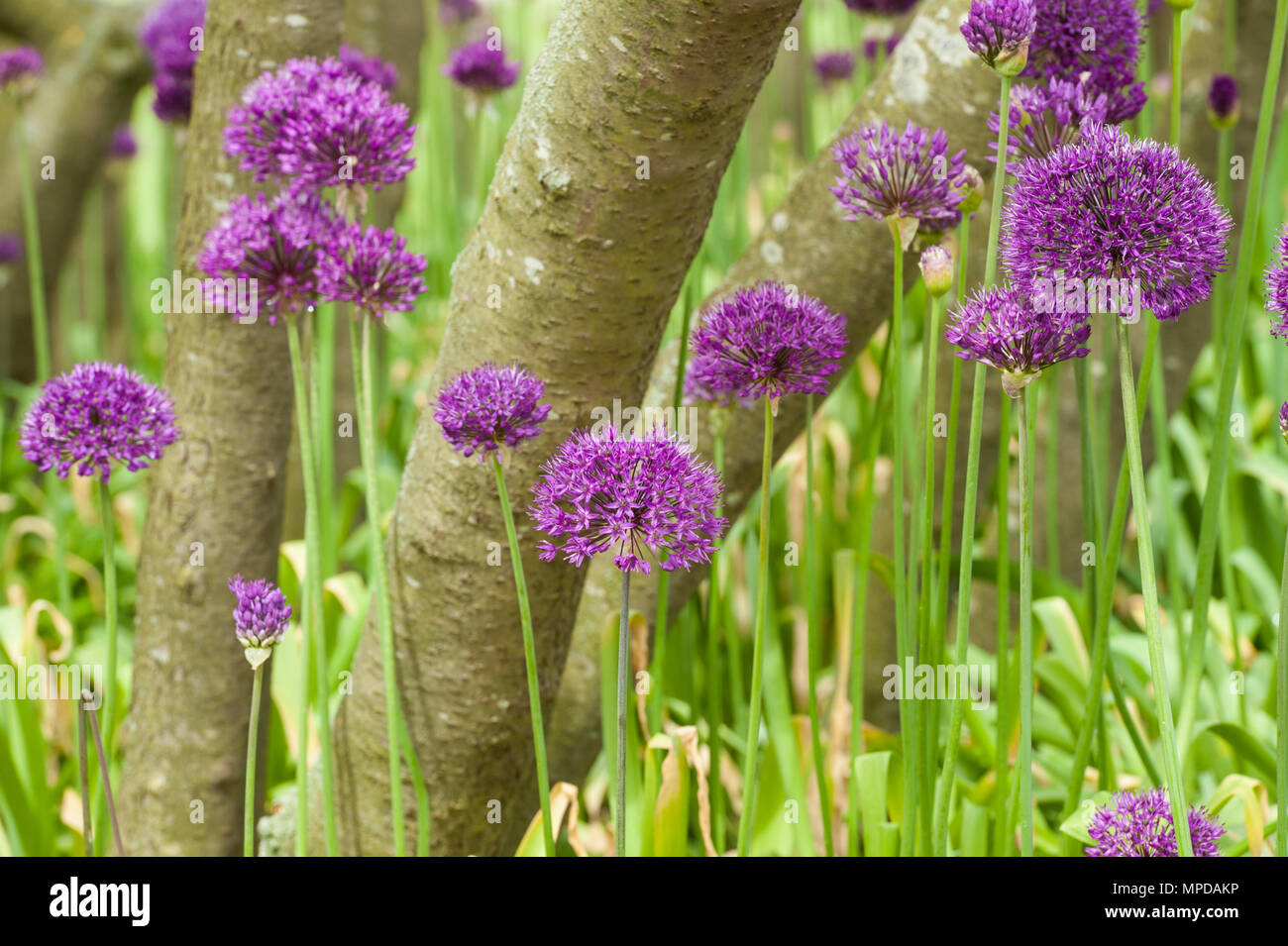 Mass tree planting hi-res stock photography and images - Alamy