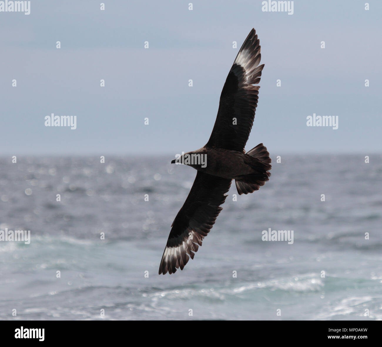 Skua foraging hi-res stock photography and images - Alamy
