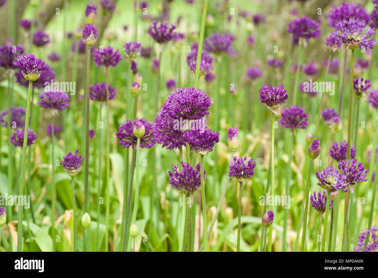 Mass tree planting hi-res stock photography and images - Alamy