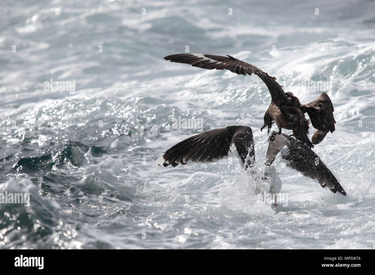 Seagulls stealing food hi-res stock photography and images - Alamy