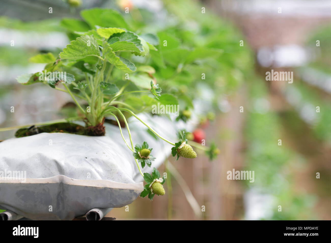 Strawberry grow using plasticulture method in a cool and humid climate ...