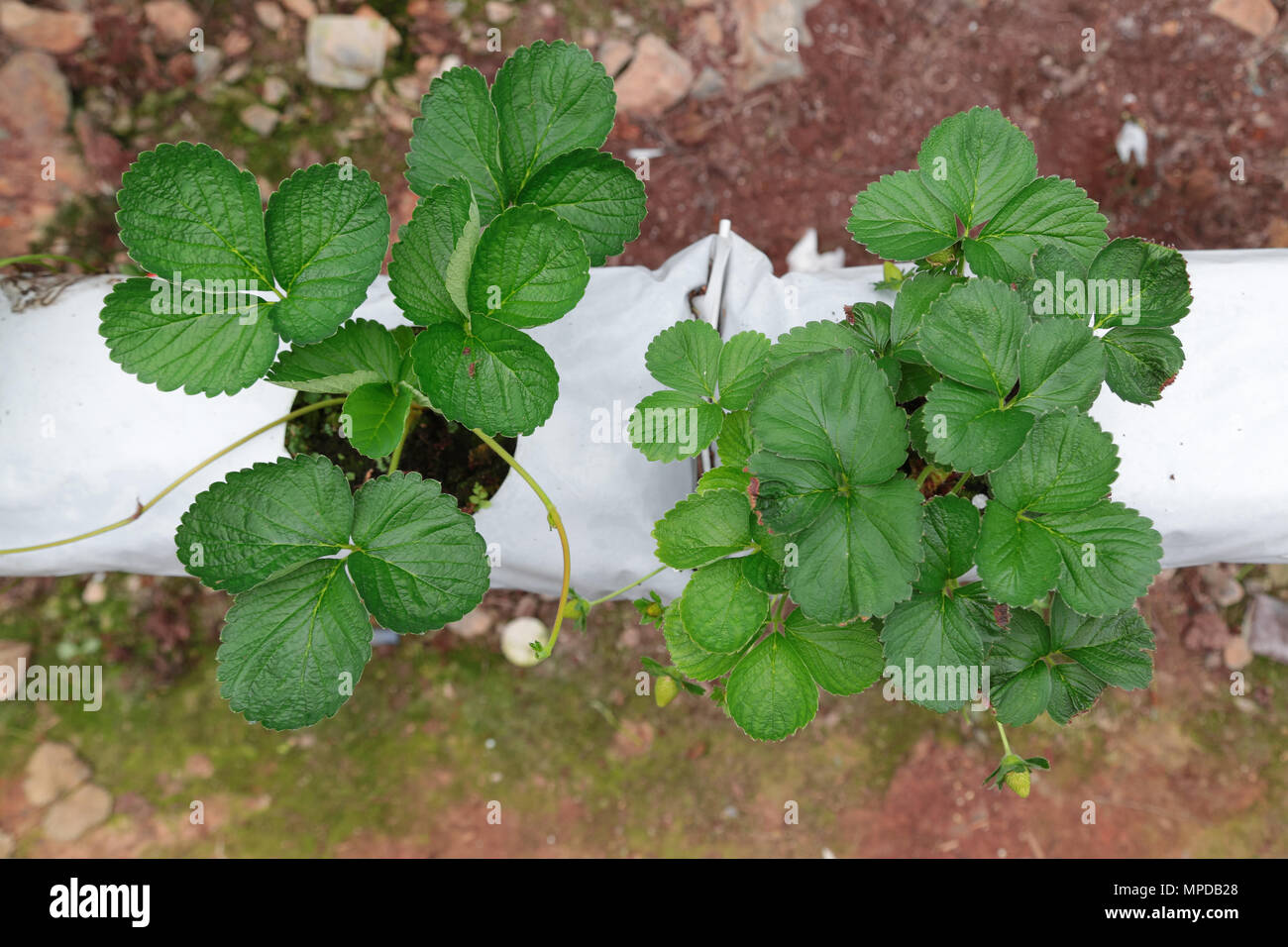 Strawberry grow using plasticulture method in a cool and humid climate ...