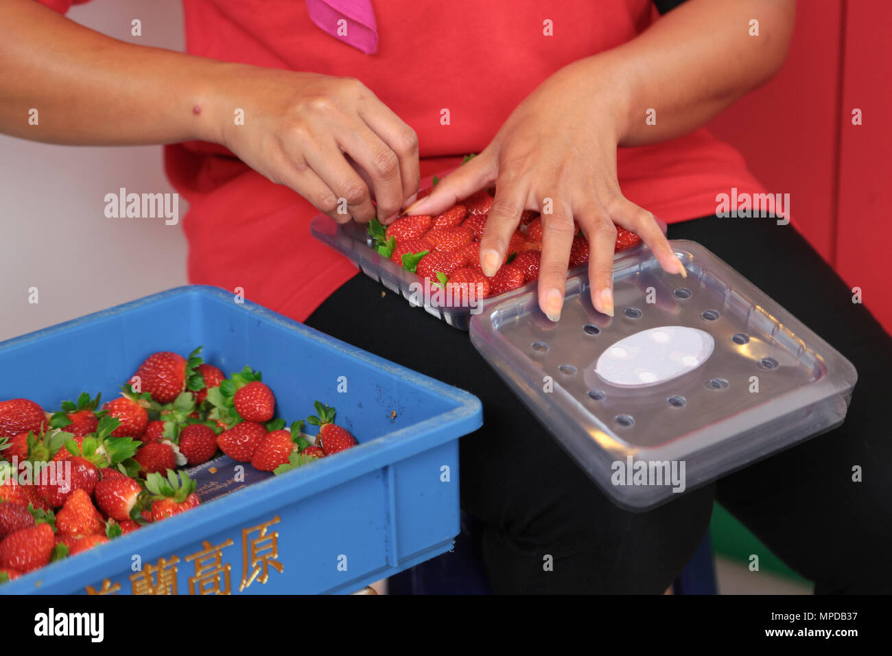 Worker putting harvested strawberries into plastic container Stock ...