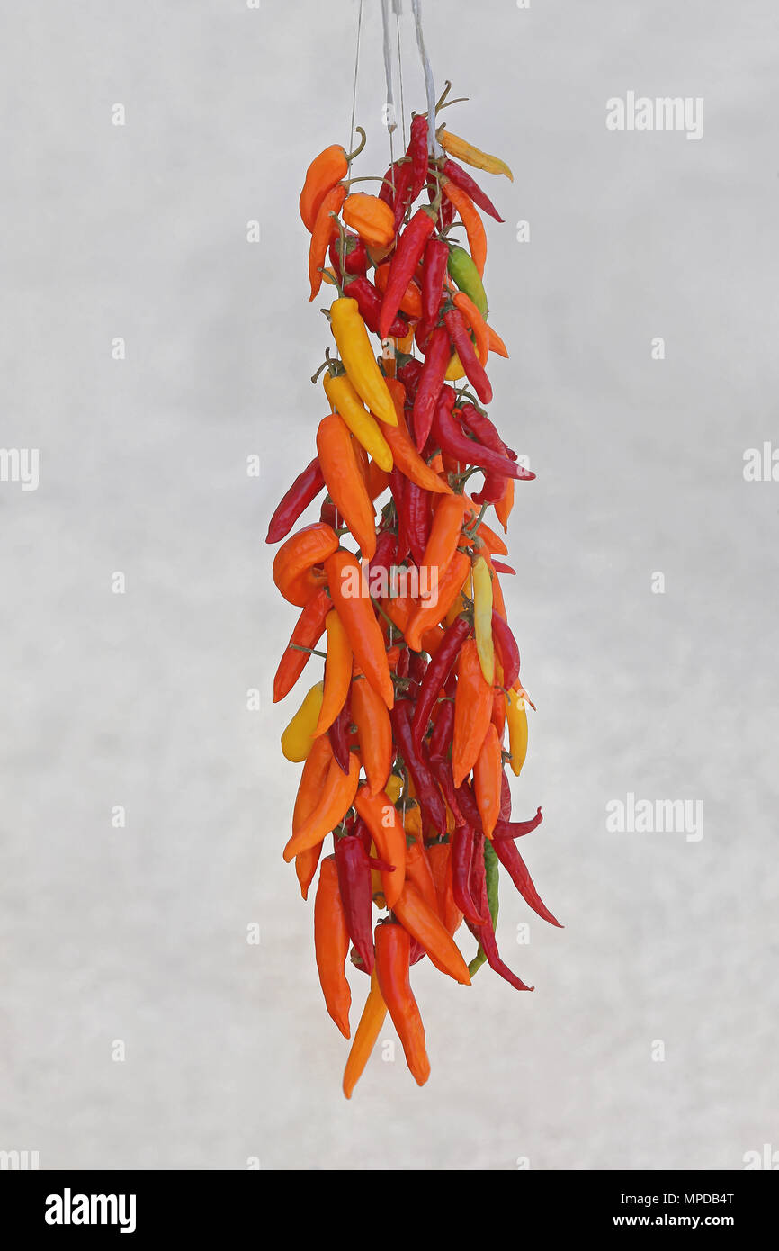 Spicy Hot Chili Peppers at String Stock Photo - Alamy
