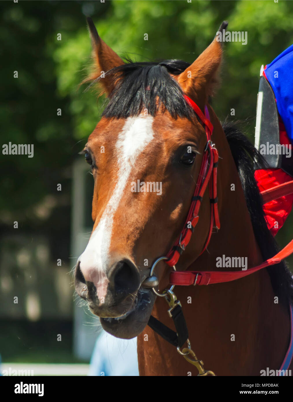 Portrait of a thoroughbred horse after horse racing Stock Photo - Alamy