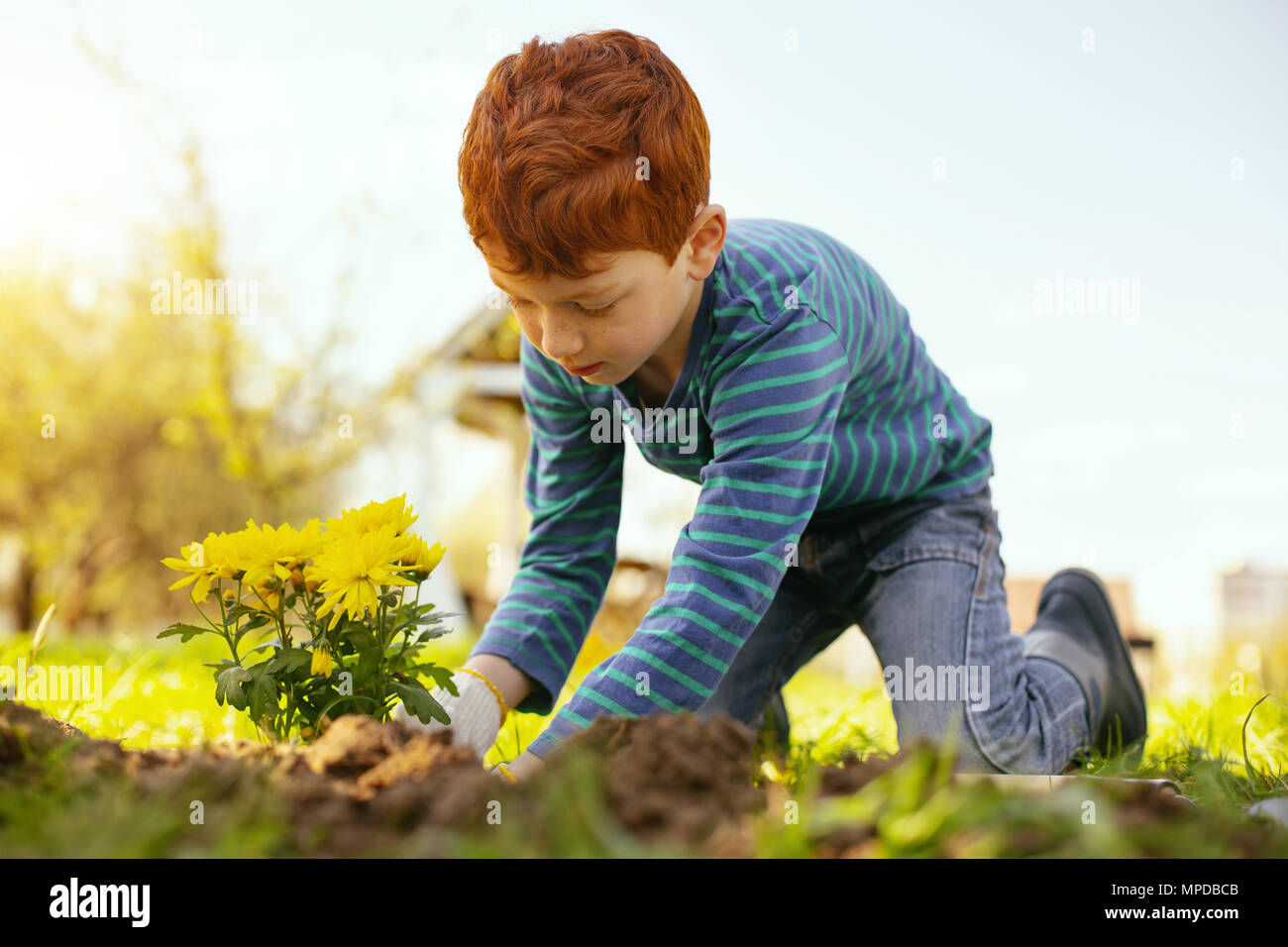 Cute young boy planting flowers Stock Photo - Alamy