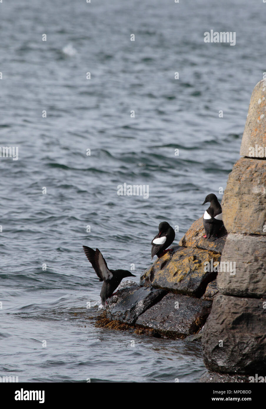 Black guillemots feeding hi-res stock photography and images - Alamy